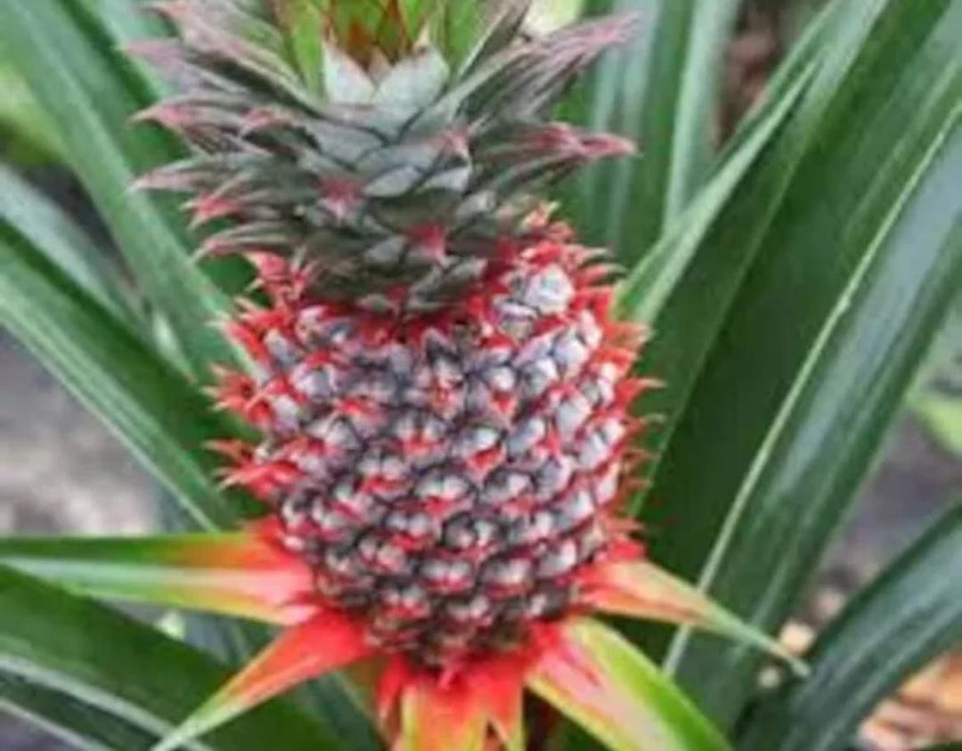 Florida Special Pineapple Plant – Sweet Low-acid Tropical Fruit – Easy ...