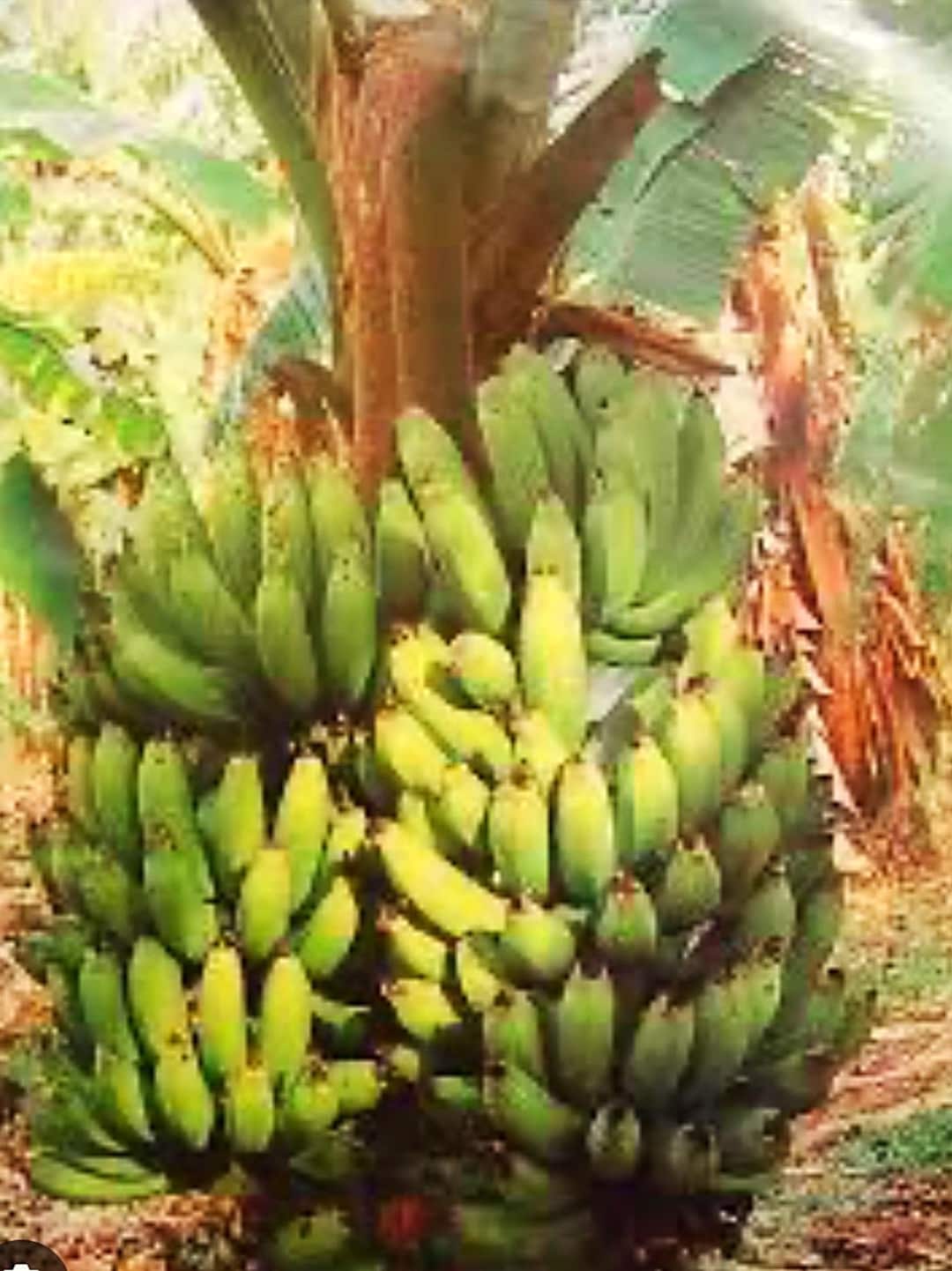 Double Mahoi Banana Plant – Rare Twin Fruiting Tropical Starter Tree - Etsy