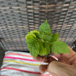 2 Glencoe Raspberry Plants – Thornless Purple Raspberries – Live Plants ...