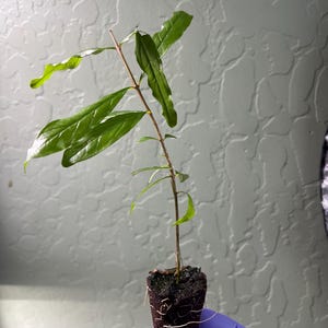 Varsity Shirin Pust Gharmez Pomegranate Tree – Cold-hardy, Large Sweet ...