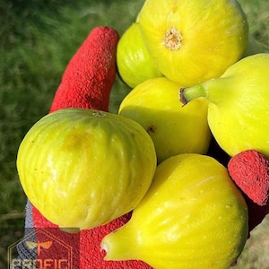 Yellow Long Neck Fig Tree Starter – Large Sweet Honey Figs, Zones 7–10 ...