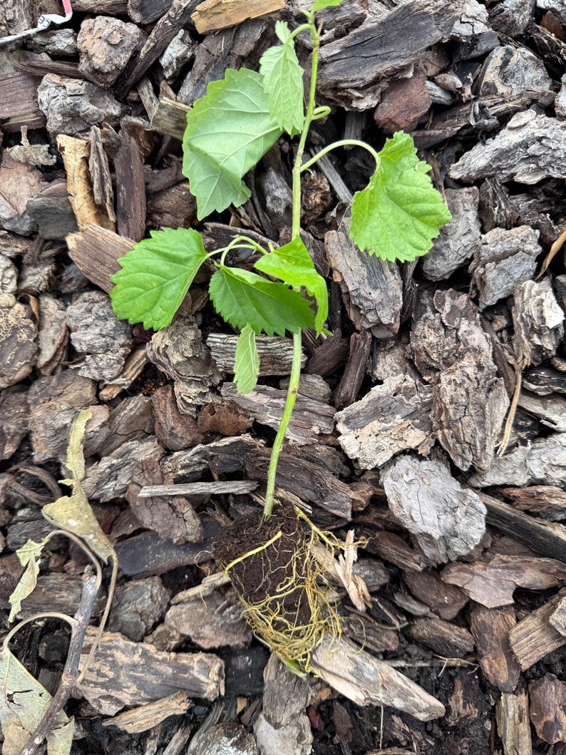 Pakistan Mulberry Tree — 1 Live Starter Plant, Exotic Fruit, Self ...