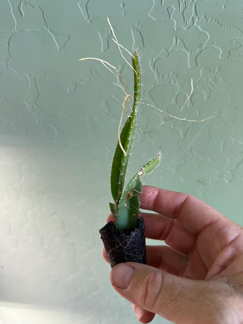 Edgar’s Baby Dragon Fruit Plant – Rare Fast Growing Cactus Vine (rooted ...