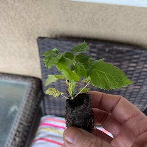 2 Glencoe Raspberry Plants – Thornless Purple Raspberries – Live Plants ...