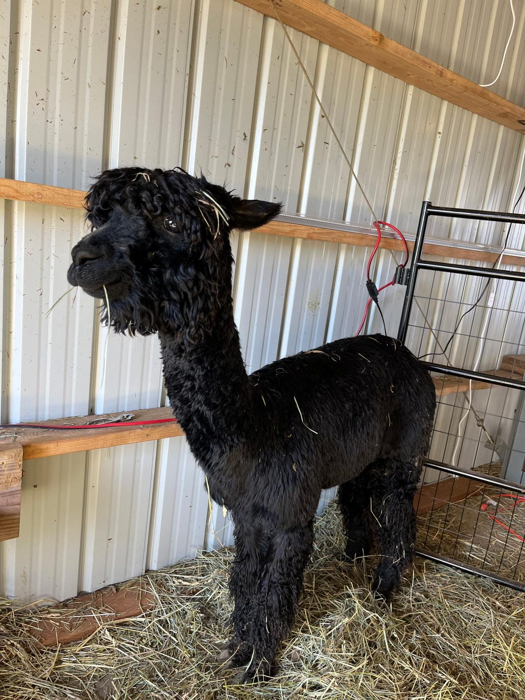 Suri Alpaca Fleece - 100% Pure, Untreated, Washed Fiber for Spinning ...