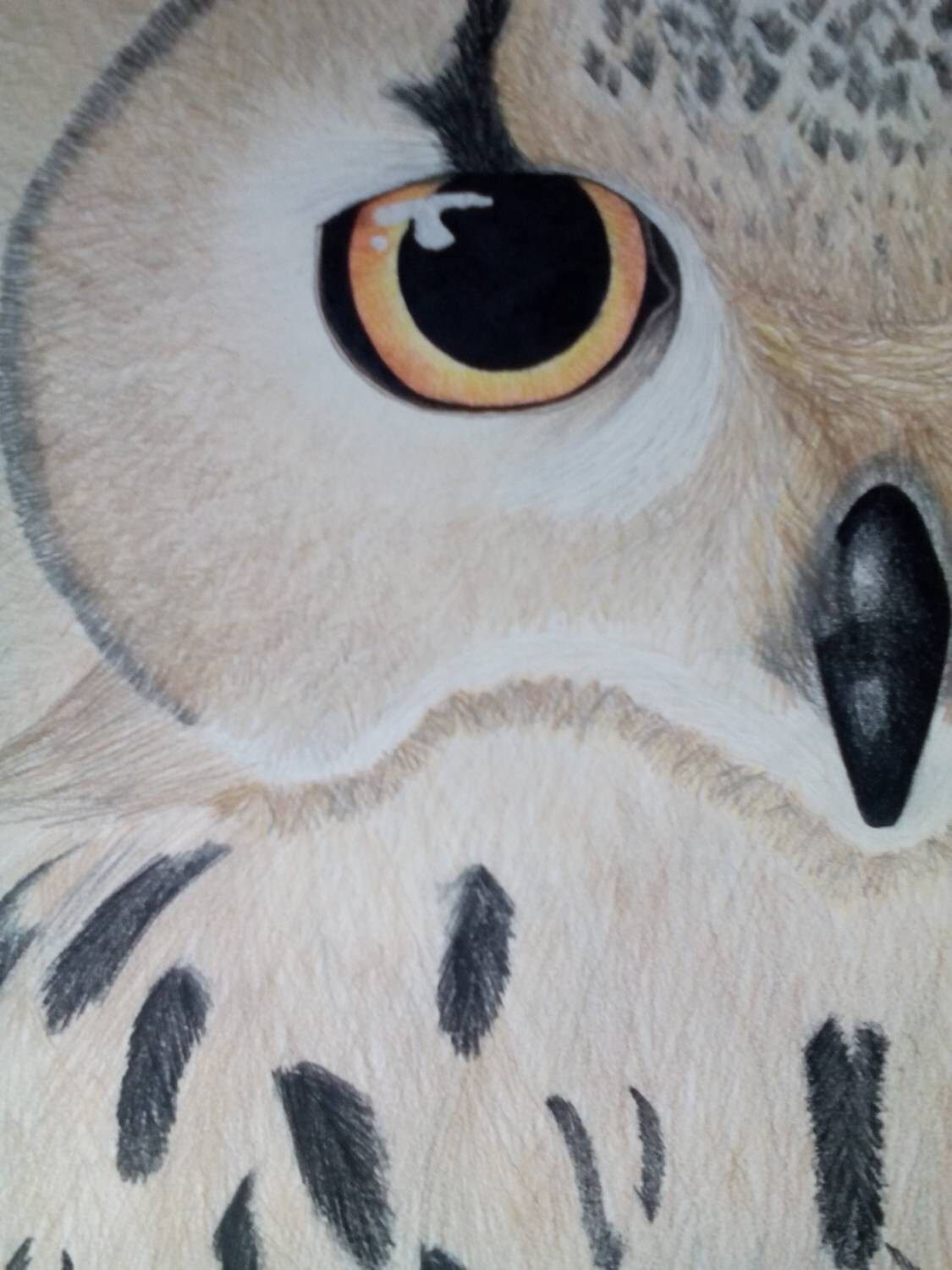 Stewart the Owl | Etsy