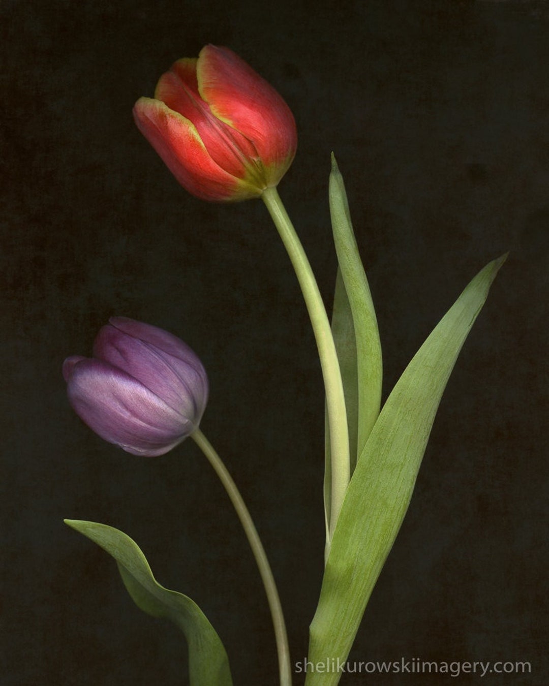 Two Tulips Fine Art Print - Etsy