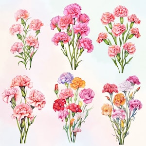 Watercolor Carnation Clipart, Carnation Floral Flower Bouquet, PNG ...