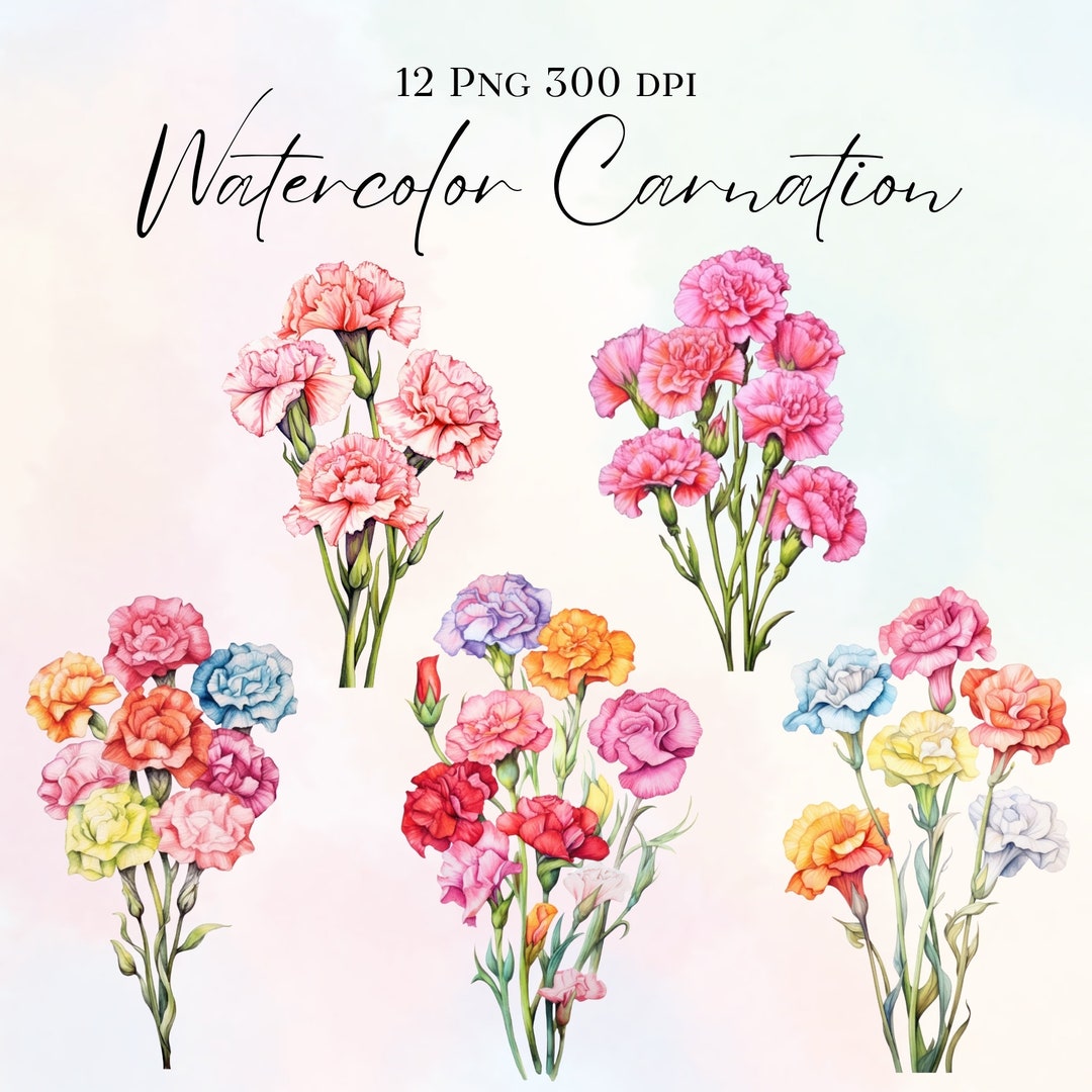 Watercolor Carnation Clipart, Carnation Floral Flower Bouquet, PNG ...