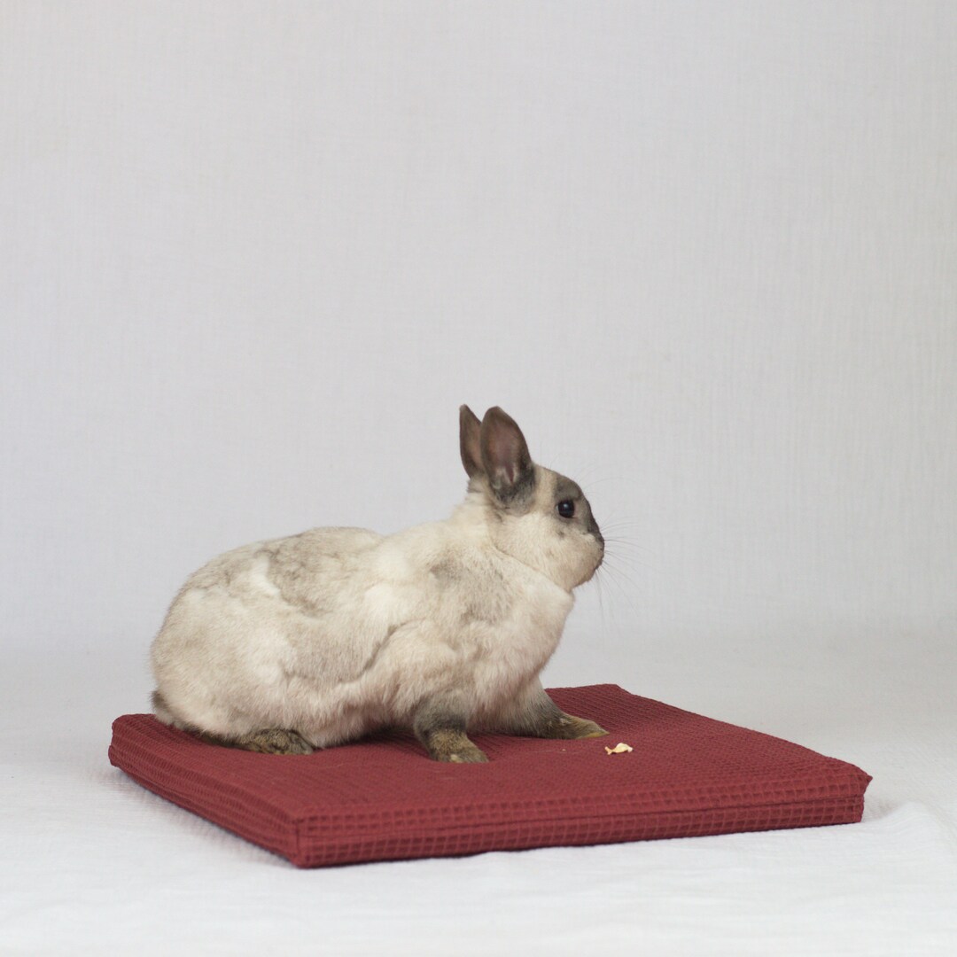 Waterproof Foam Cushion for Rabbits and Guinea Pigs Washable Terracotta ...