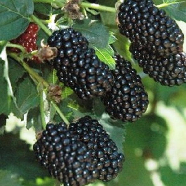 Fig Tree lsu Purple Price Includes Four 4 Plants - Etsy