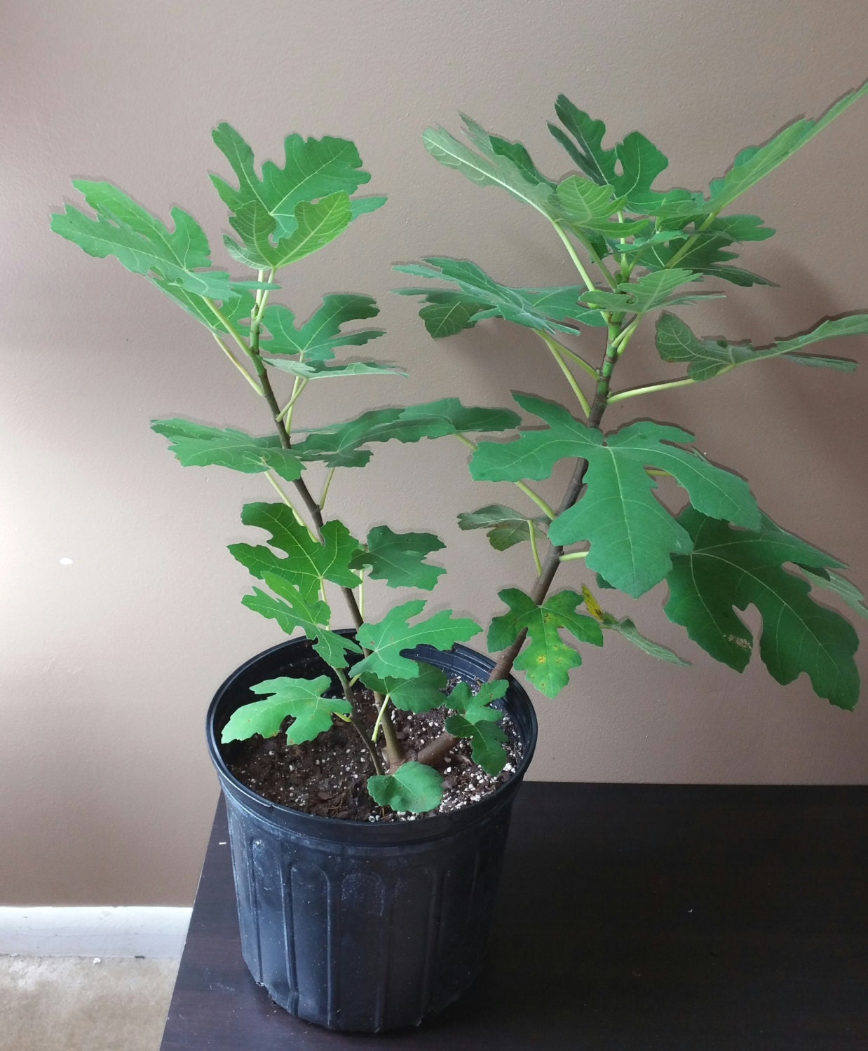 Fig Tree lsu Purple Price Includes Four 4 Plants - Etsy