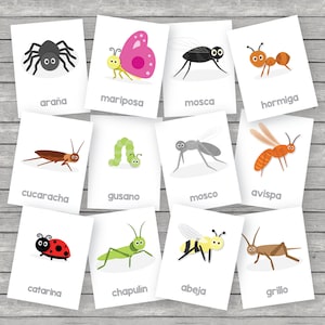 Tarjetas de insectos imprimibles para niños en español - Etsy México