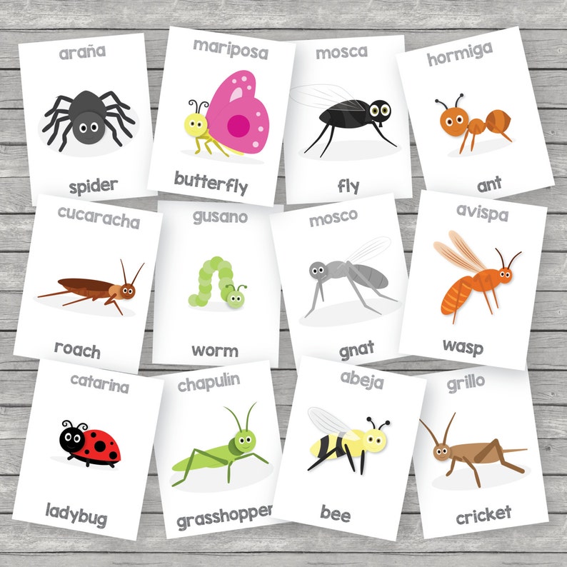 Tarjetas de insectos imprimibles para niños inglés-español - Etsy México