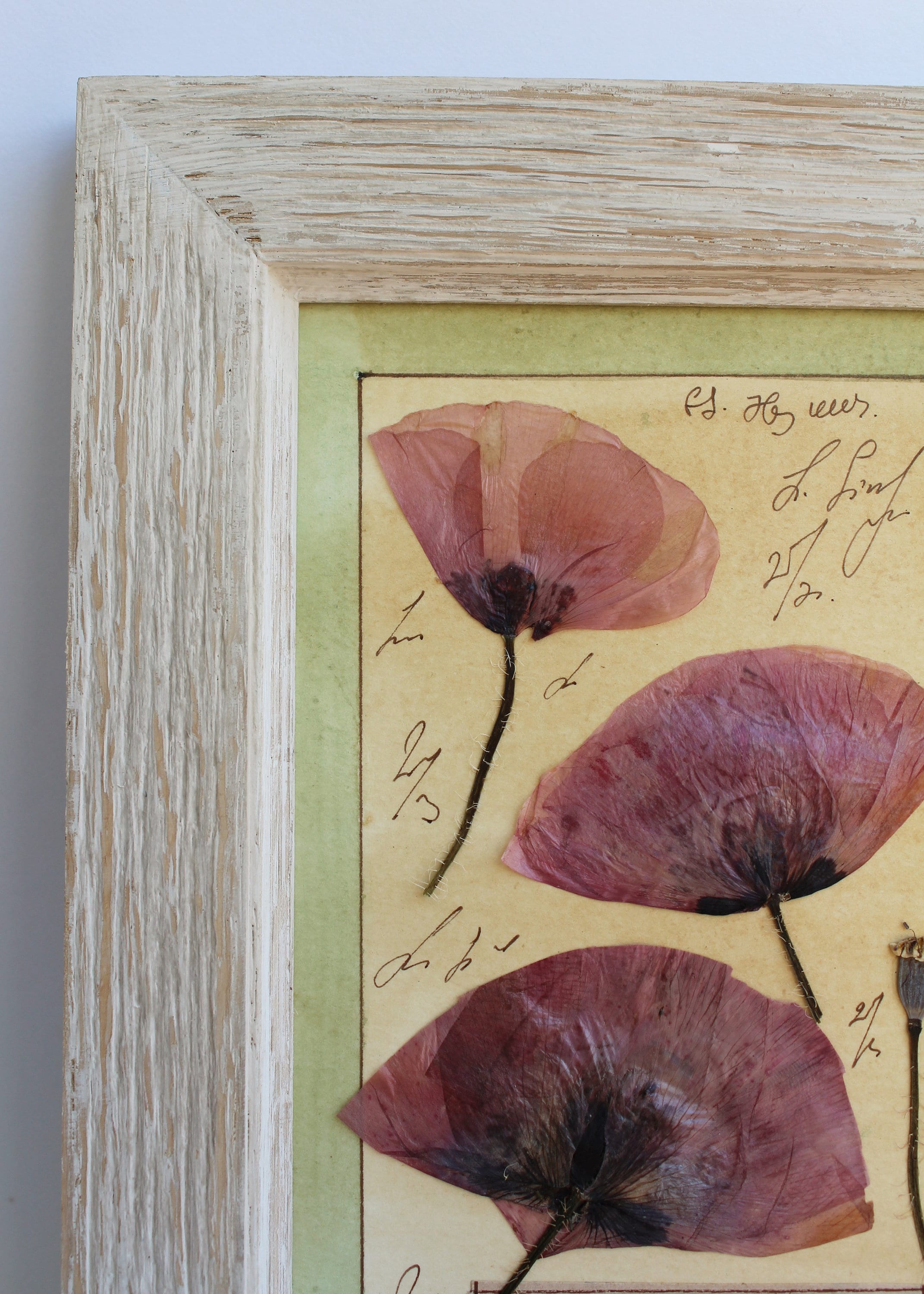 Pressed poppy framed of herbarium frame. dried poppy pressed | Etsy