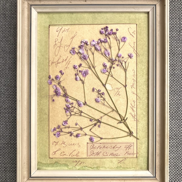 Framed Herbarium - Etsy