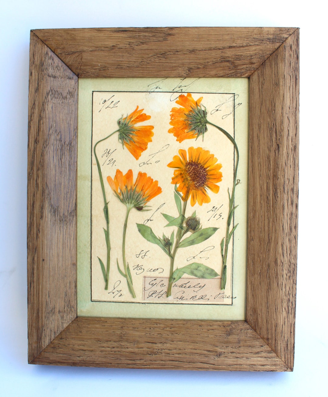 Pressed Flower Frame of Vintage Herbarium. Dried Flower Frame. - Etsy