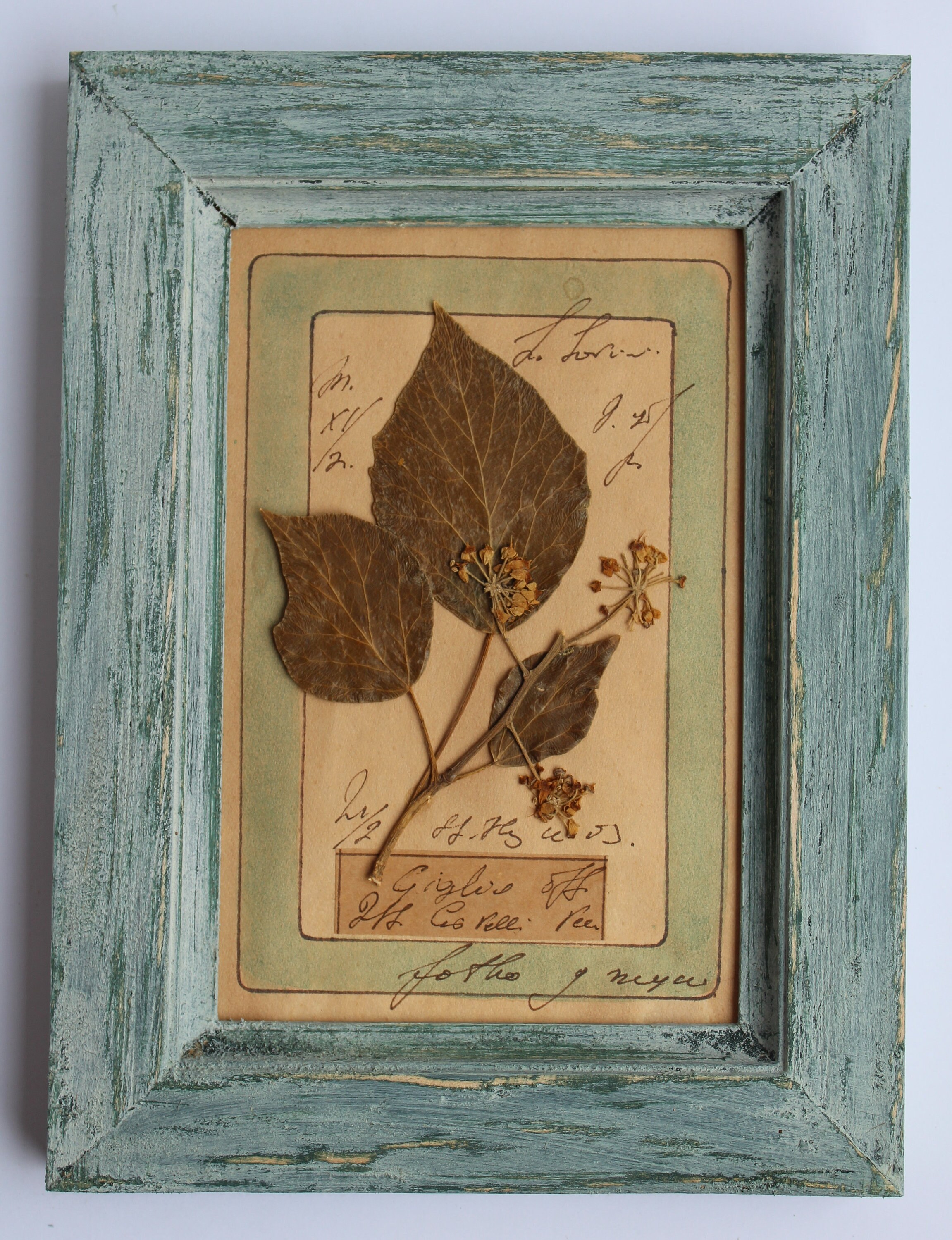 Wall Hangings Home & Living Real Herbarium frame Pressed plants 11.5x11 ...