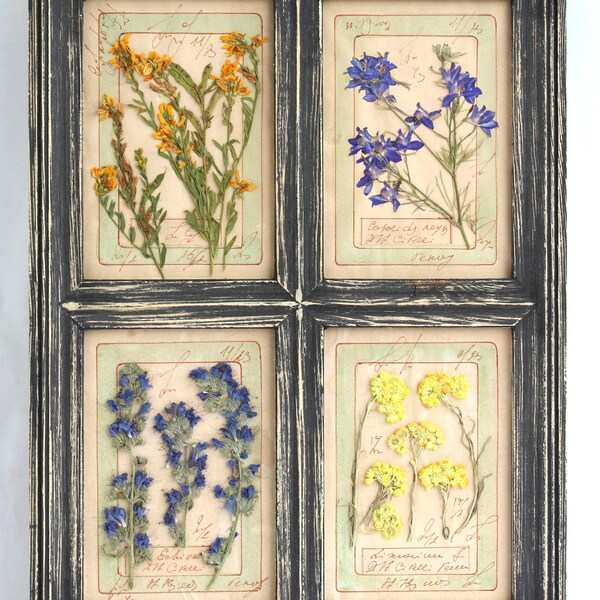 Herbarium Frame - Etsy