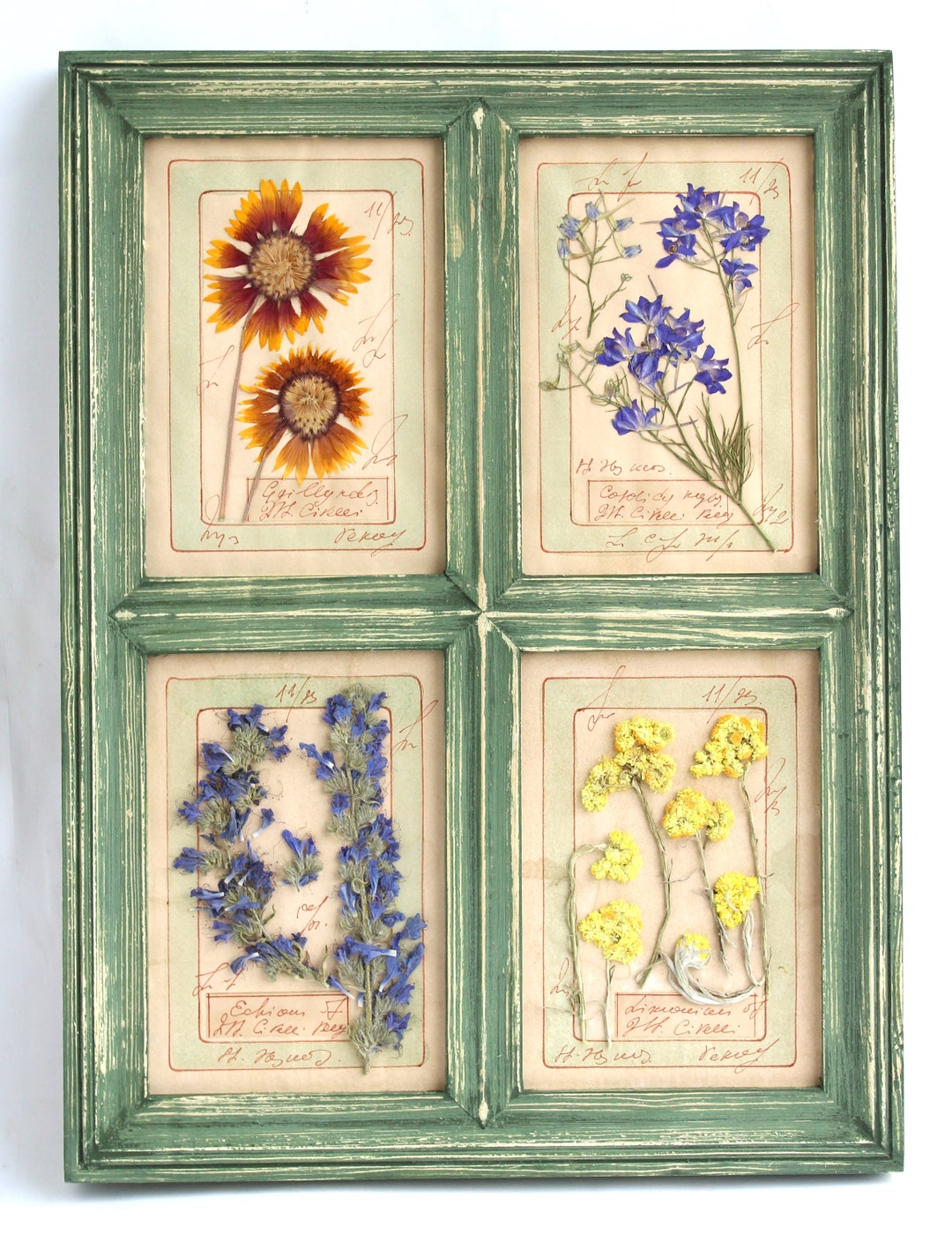 Pressed Wildflower Herbarium Artwork Green Frame Vintage - Etsy