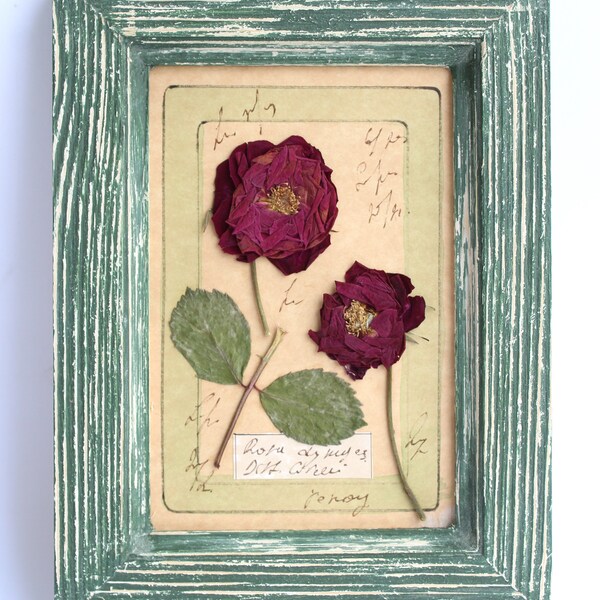 Rose Frame - Etsy