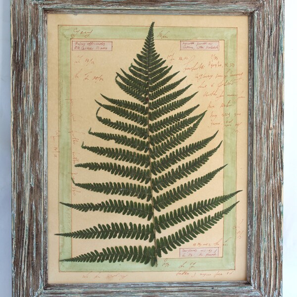 Fern Art - Etsy