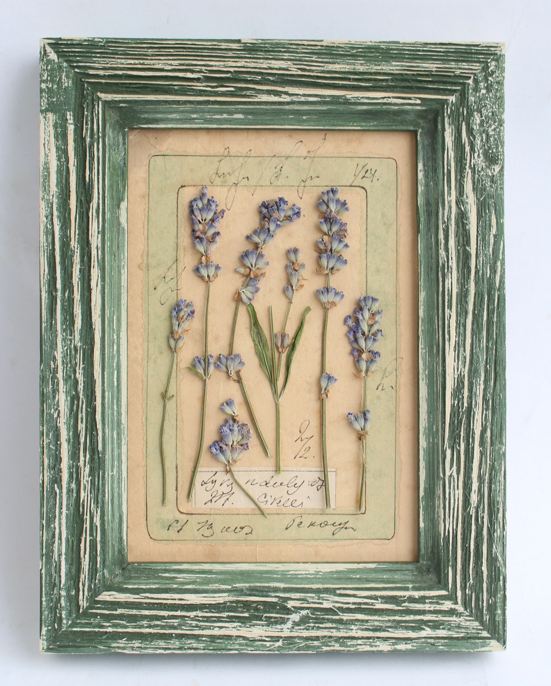 Pressed Lavender in Herbarium Frame. Pressed Flower Art, Pressed Flower ...