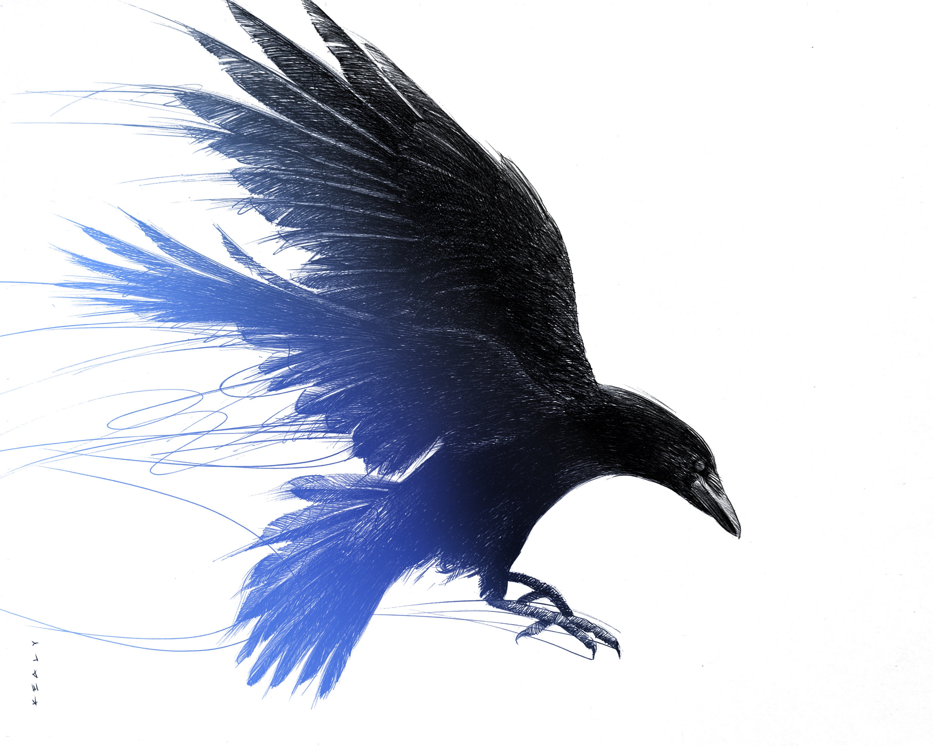 3 Crow Drawings Digital Download – Black and White + Color - Etsy