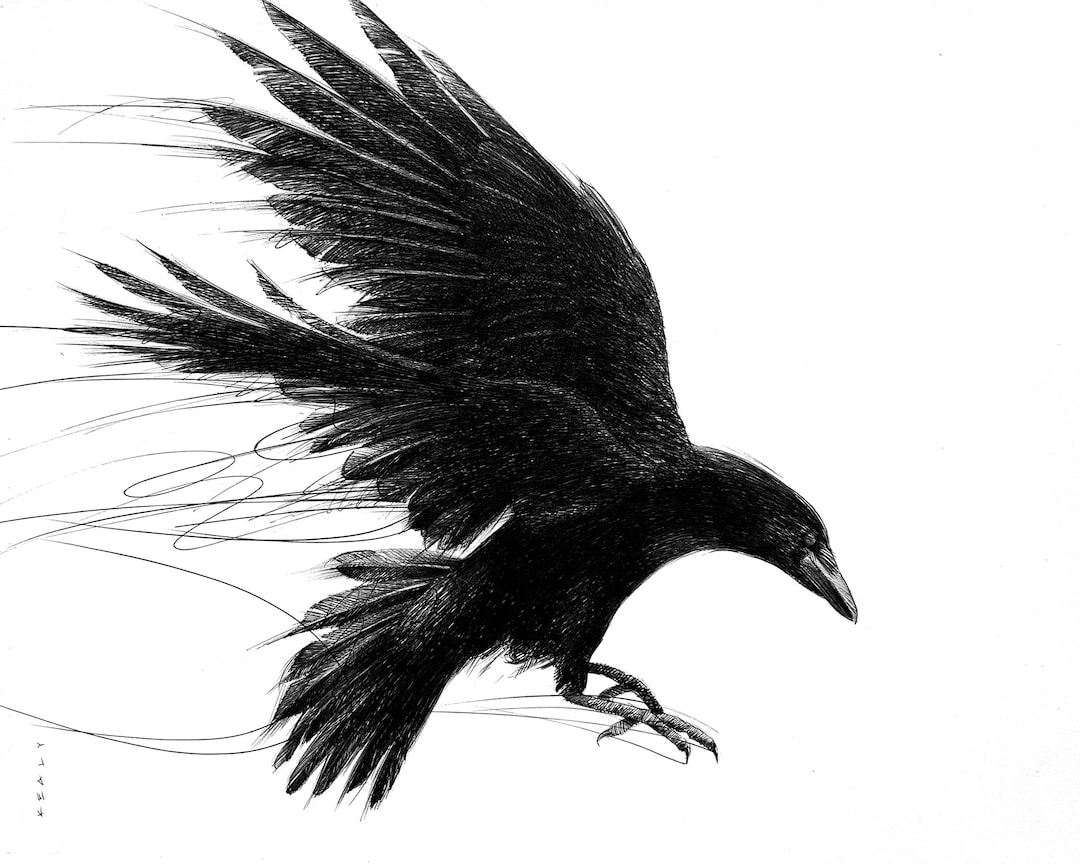 Crow Drawing Digital Download Black and White - Etsy