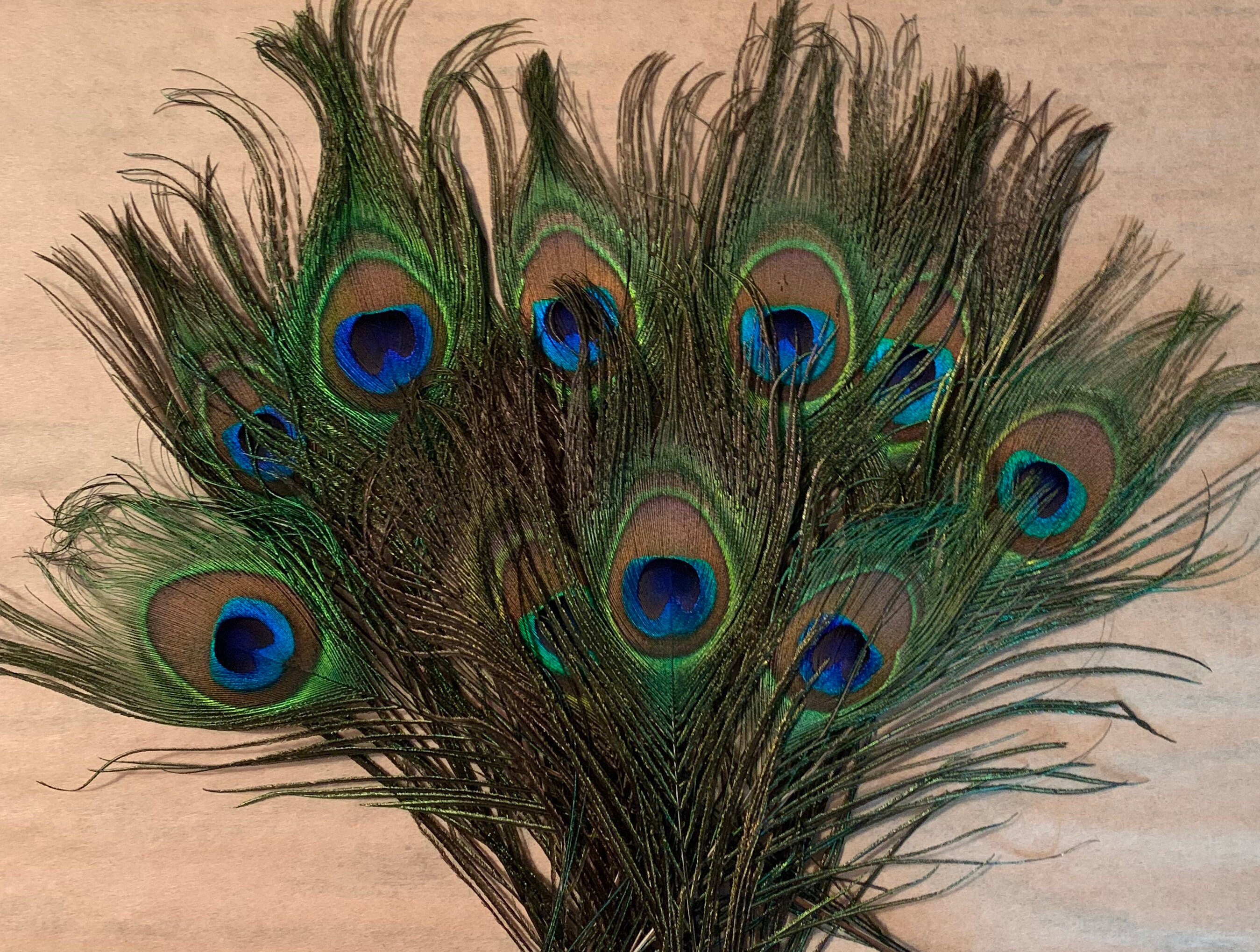 Peacock Feathers 4 Natural Feathers Smudging Feathers | Etsy
