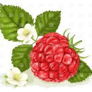 Dried Organic Raspberry Leaves, Raspberry Tea, Red Raspberry Leaf - Etsy