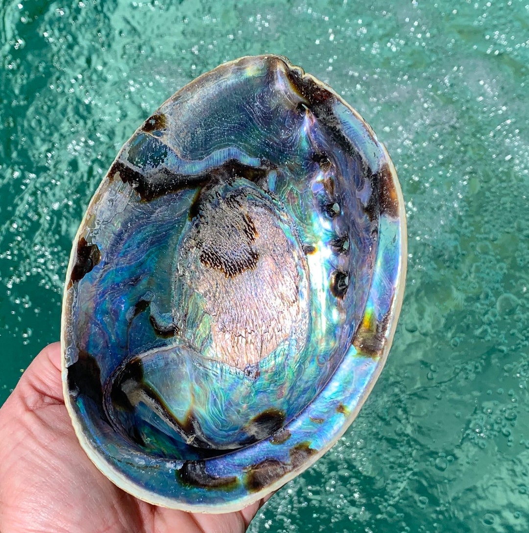 Abalone Shell, Smudge Bowl, Sea Shell, Ash Catcher, Water Element ...