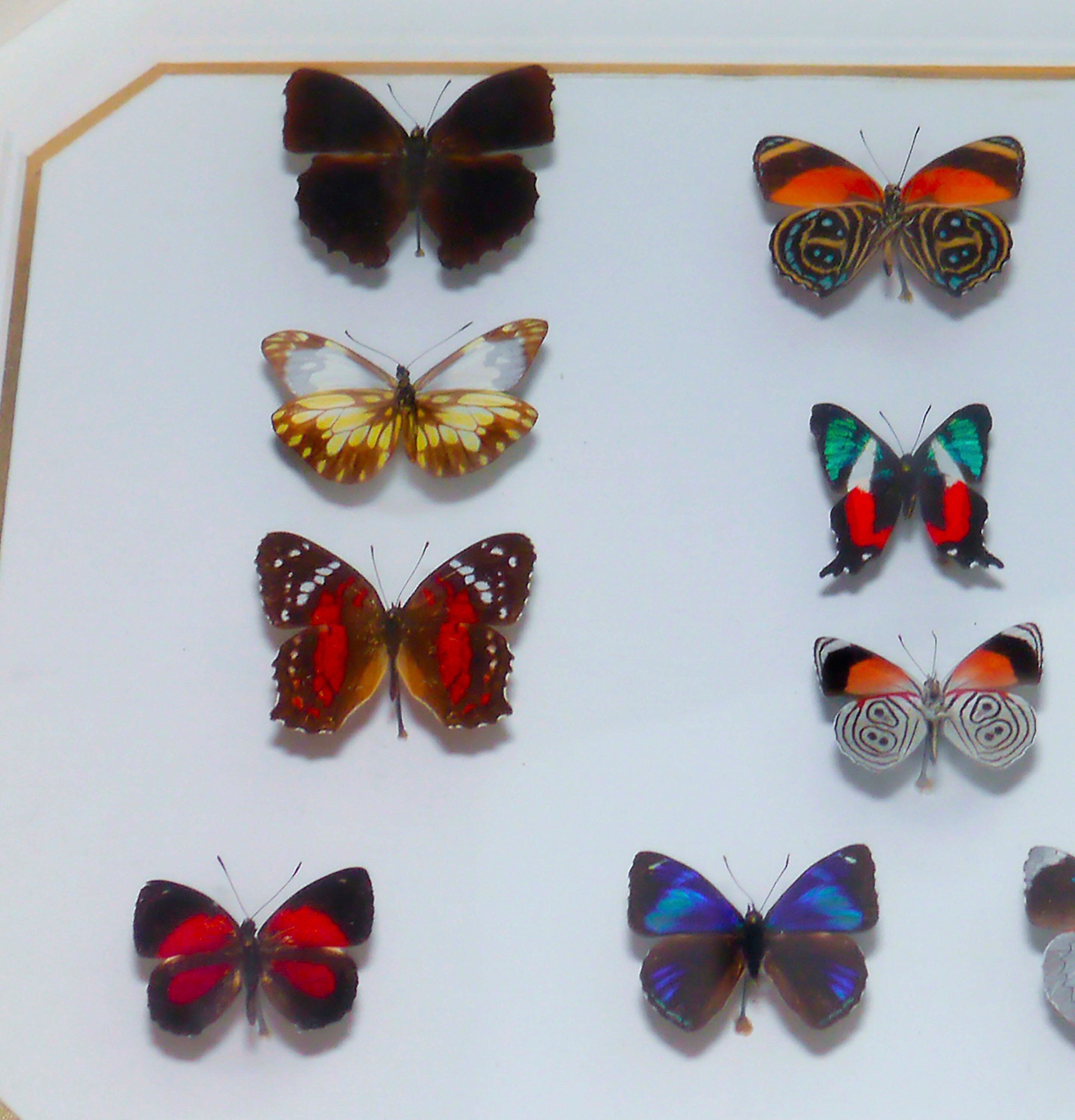 Vintage (1980s) framed art thirteen pinned butterflies. Professionally ...