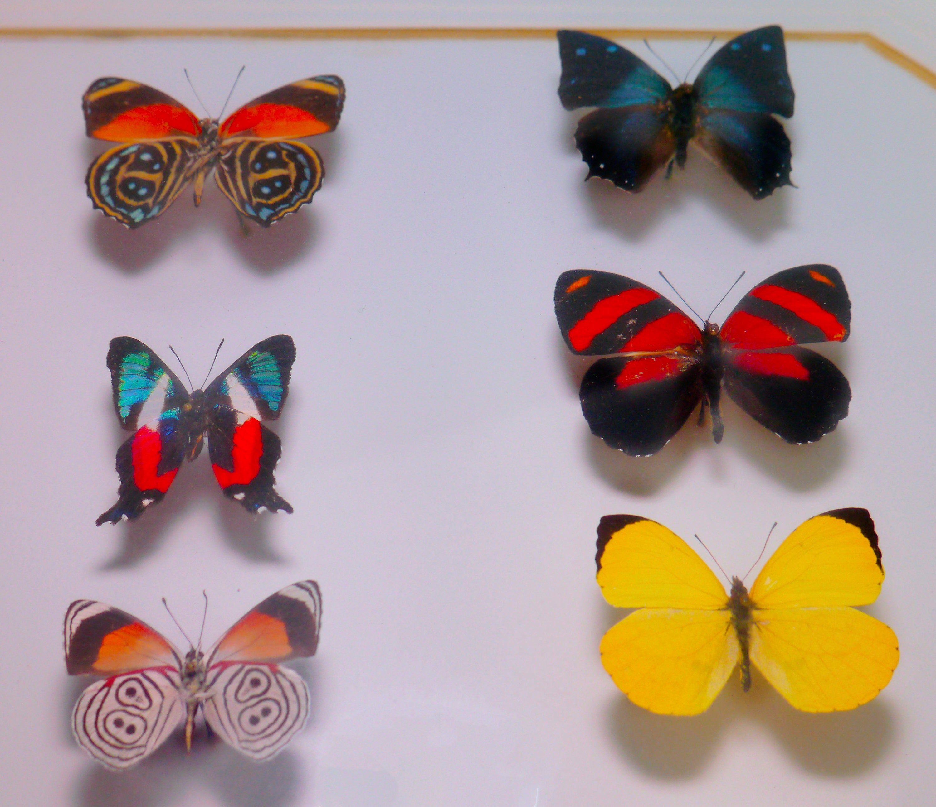 Vintage (1980s) framed art thirteen pinned butterflies. Professionally ...