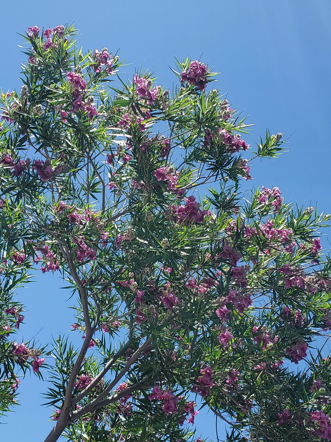Desert Willow Flower Essence for Overwhelm (1 Oz Glass Dropper or Spray ...