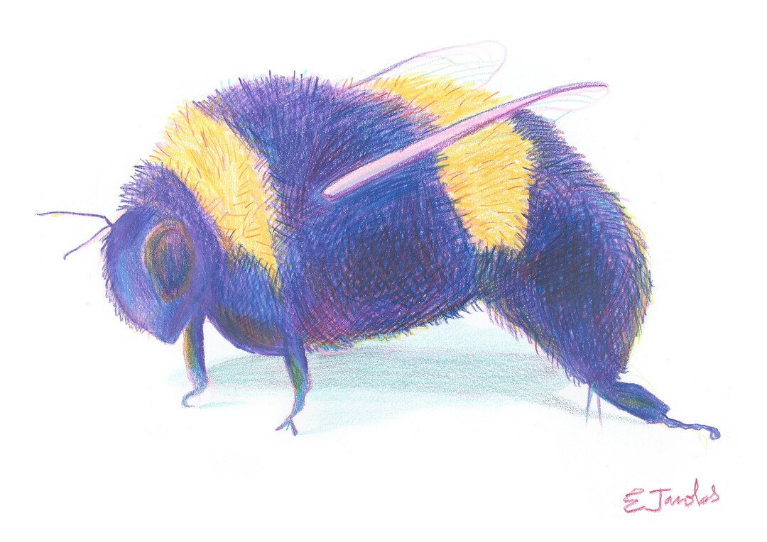 Bumble Bee Art - Bumble Bee Illustration - Giclée Print - Home Print ...