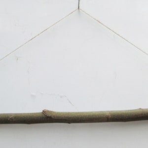 English SWEET CHESTNUT Natural Tree Branch Stick Rustic Weaving Macramé ...