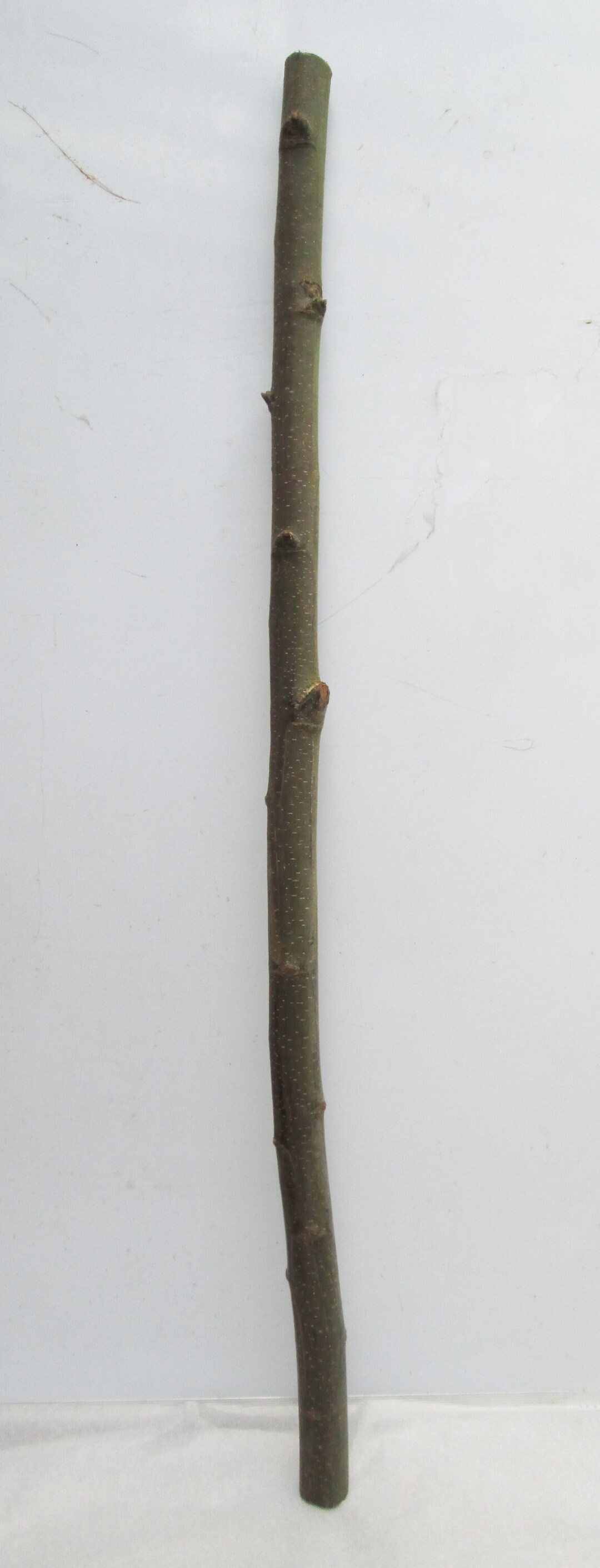 115cm (3 -4 Cm Diameter) English Sweet Chestnut Tree Straight Branch ...