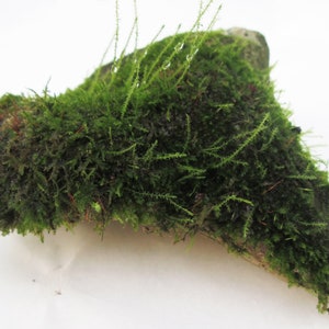 Real Mossy Moss Rock Stone Covered in Live Fresh Living Green Moss ...
