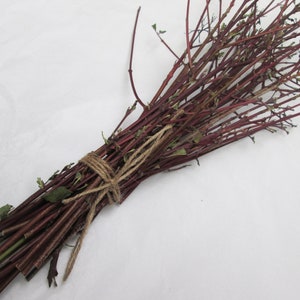 Natural Bunch of Native DOGWOOD Twigs Sticks From Sustainable English ...