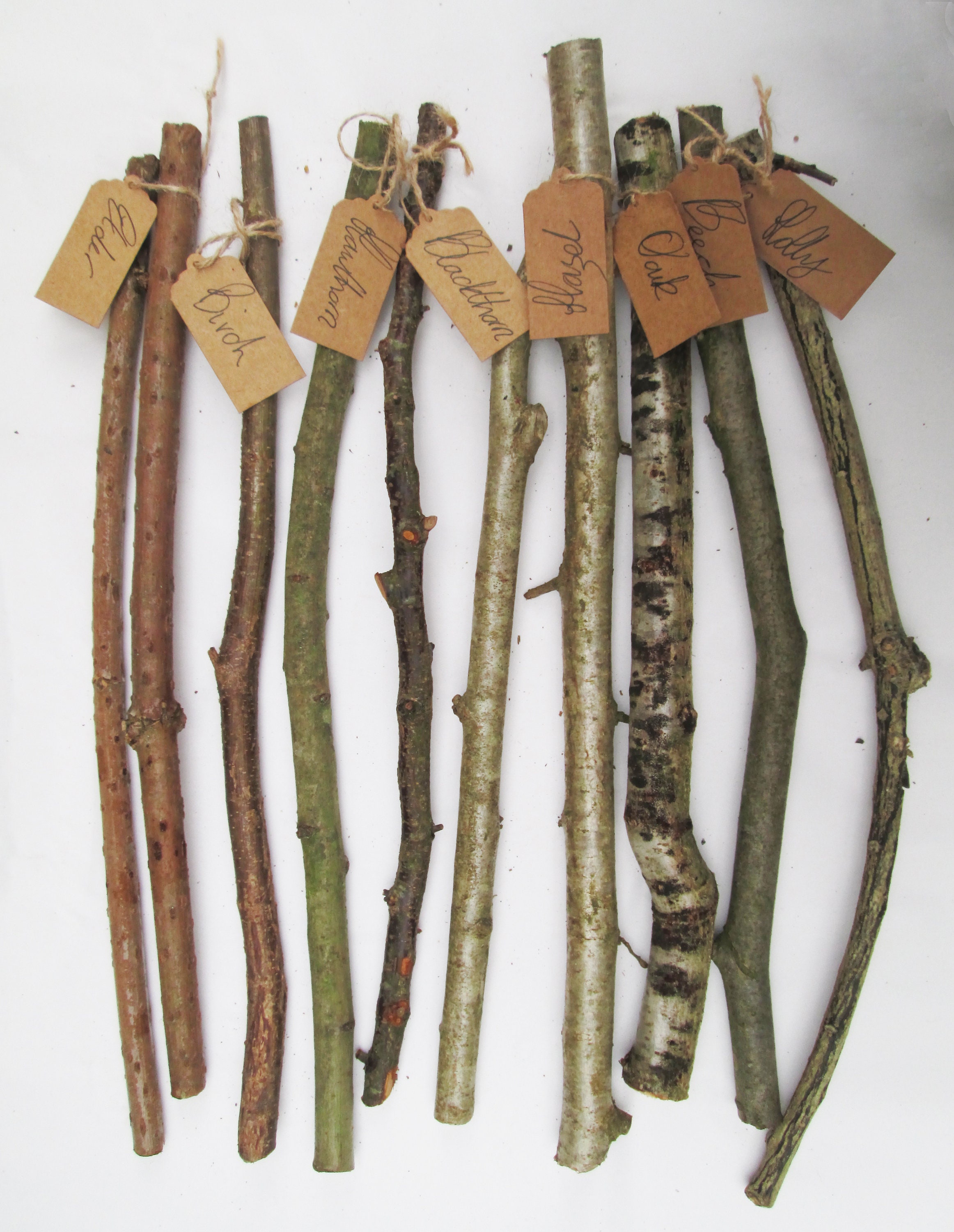 10 X 35cm Natural Mixed Species English Tree Sticks Labelled - Etsy