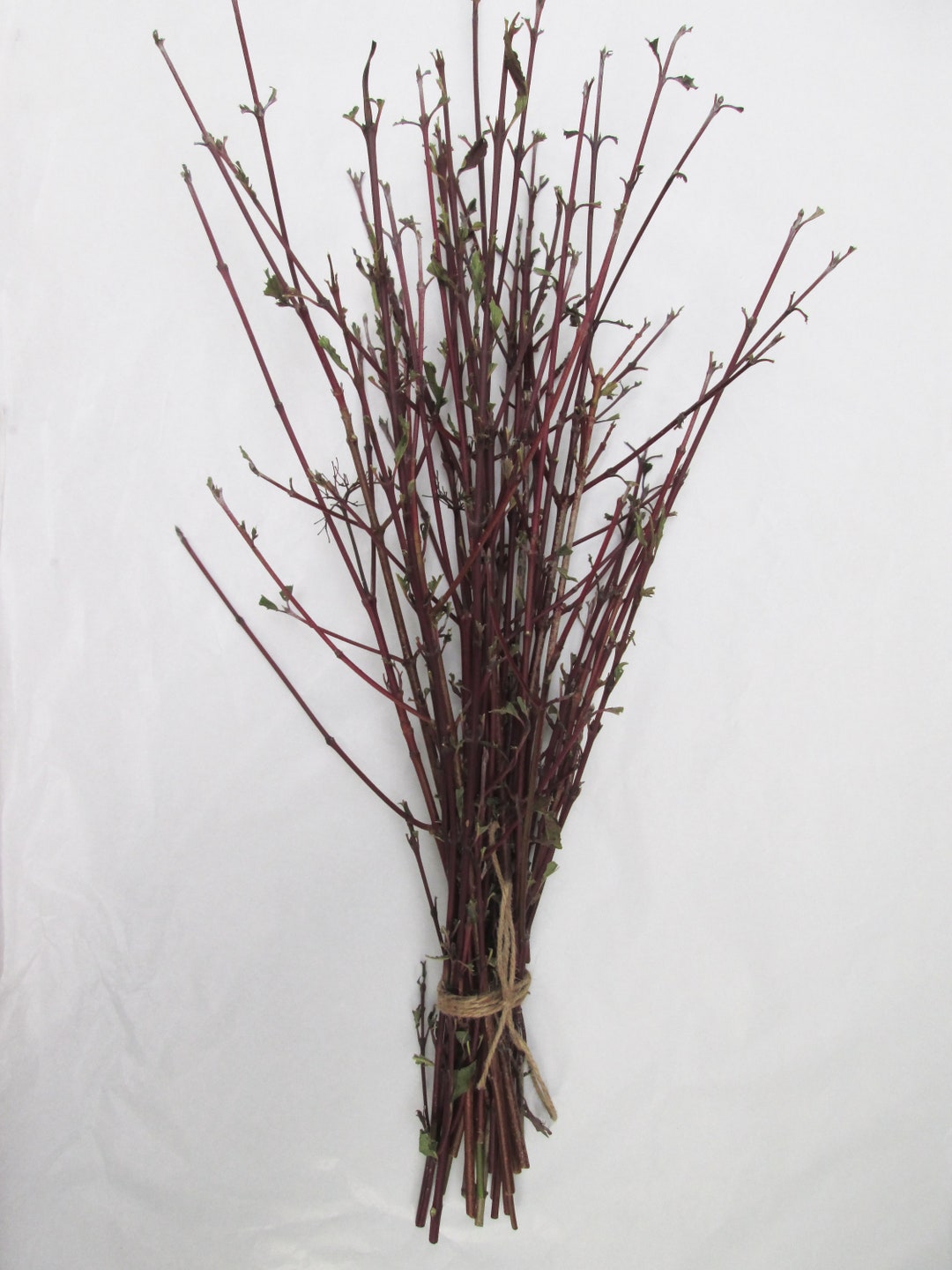 Natural Bunch of Native DOGWOOD Twigs Sticks From Sustainable English ...