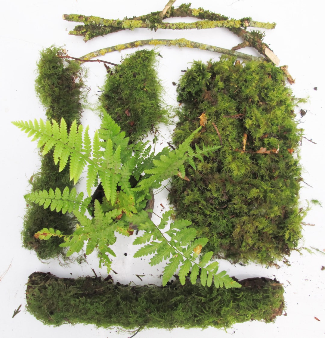 Terrarium Mossarium Kit Including Ferns, Mossy Logs, Lichen Sticks & a ...