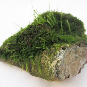 Real Mossy Moss Rock Stone Covered in Live Fresh Living Green Moss ...