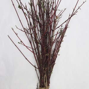 Natural Bunch of Native DOGWOOD Twigs Sticks From Sustainable English ...