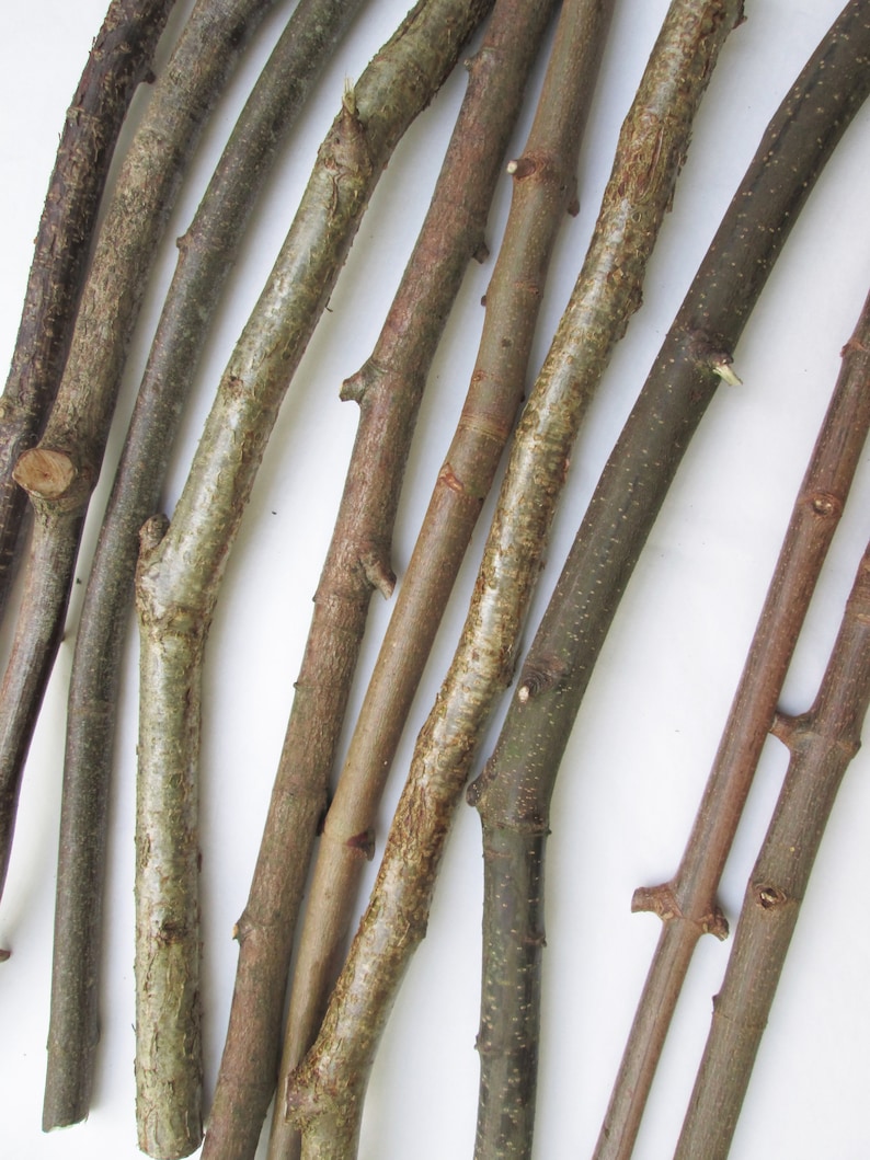 10 X THICK 2–3cm 40cm Natural Tree Branch Sticks – Mixed Wood Species ...