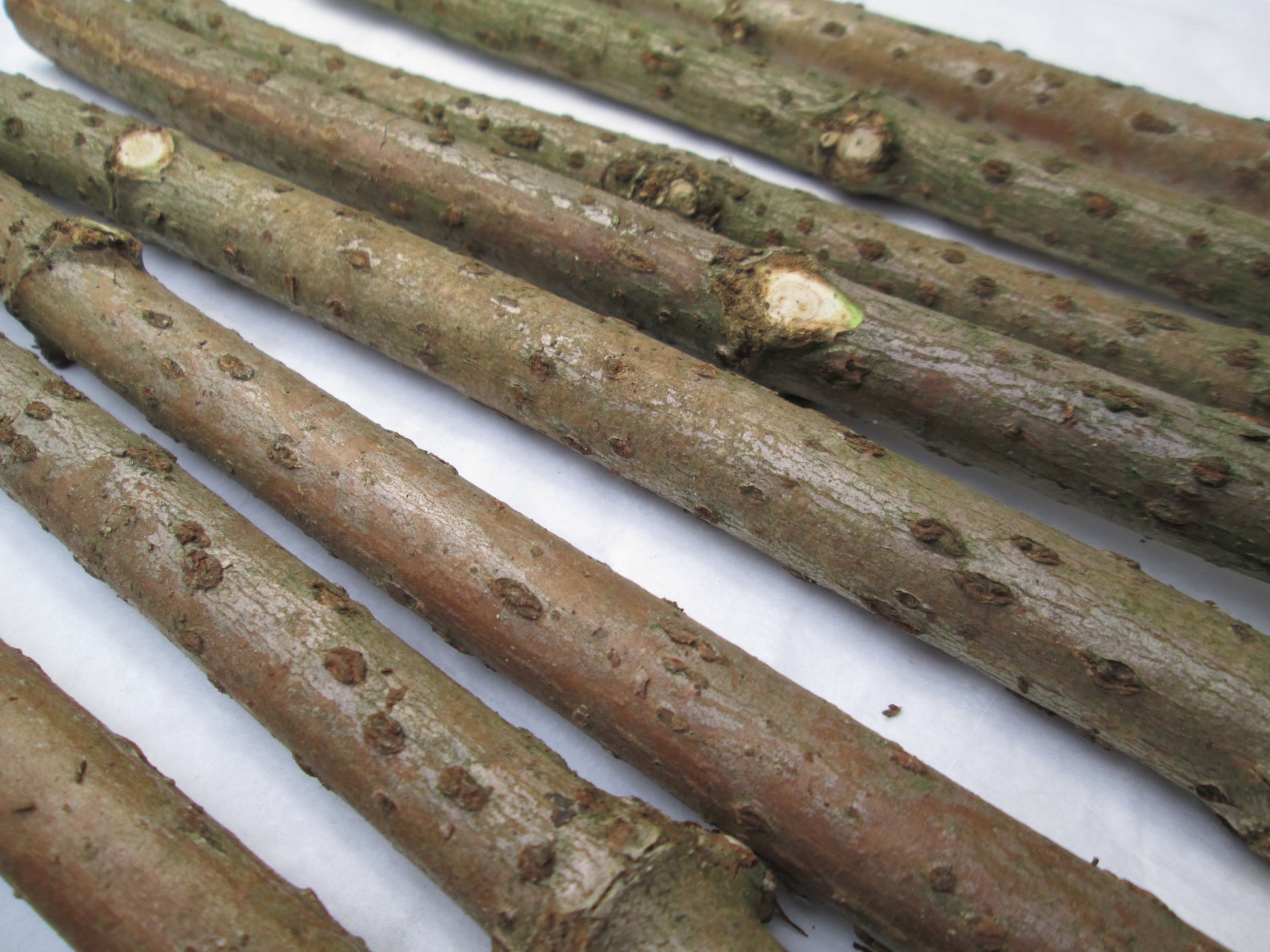 10 X 40cm Natural ELDER Ogham Stave Wood Branches Sticks Bark - Etsy