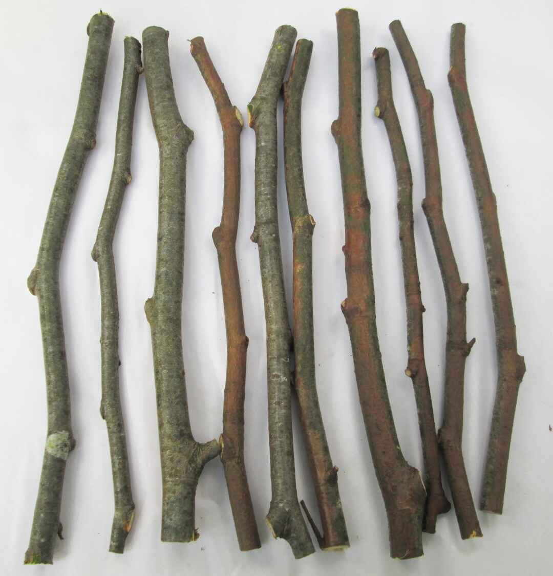 10 X 35cm Natural Crooked BEECH Ogham Stave Twig Stick Bark Branches ...