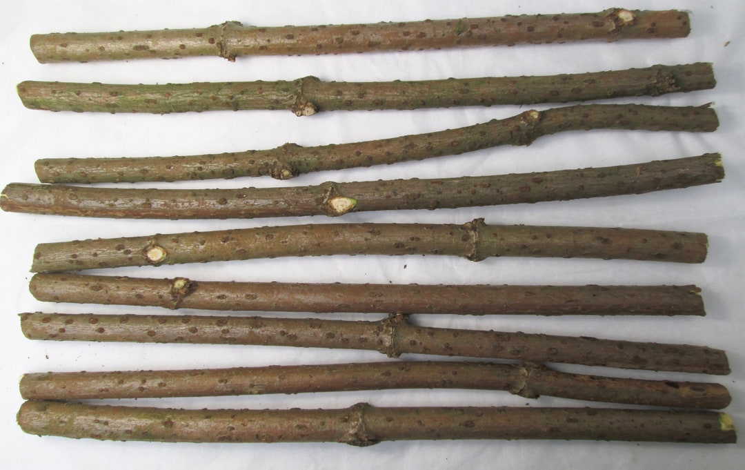 10 X 40cm Elder Wood Sticks for Wands, Whistles, Pipe Craft, Ogham ...