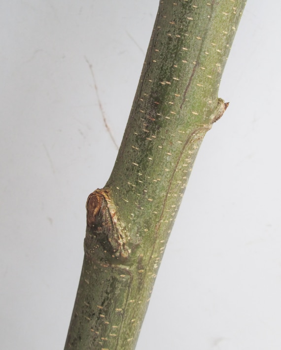 Rama De árbol Gruesa